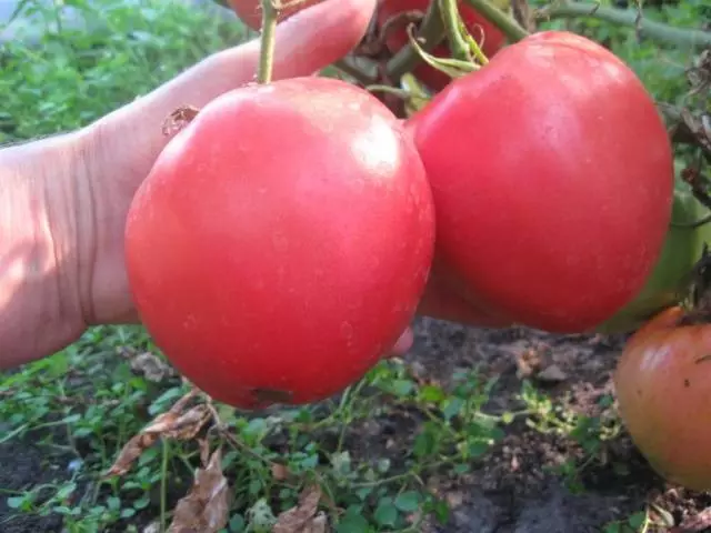 Tomato Danko: karakterizaĵoj kaj priskribo de la vario 4935_5