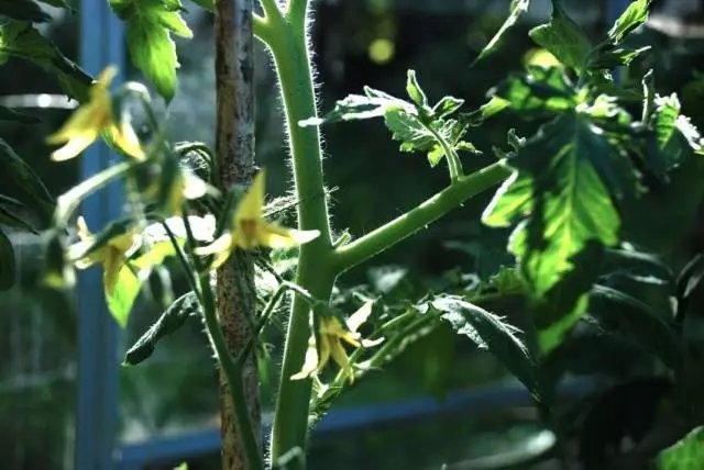 Tomato Danko: karakterizaĵoj kaj priskribo de la vario 4935_6