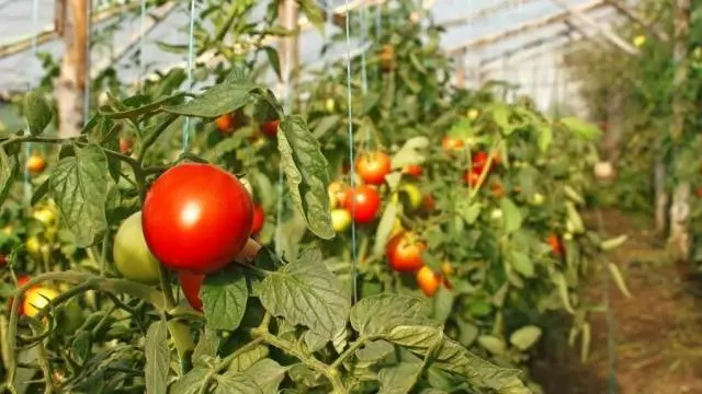 Déi bescht Varietéit vun Tomaten fir Polycarbonat Zären 4941_10