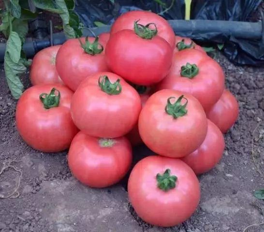 Déi bescht Varietéit vun Tomaten fir Polycarbonat Zären 4941_12