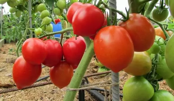 Déi bescht Varietéit vun Tomaten fir Polycarbonat Zären 4941_16