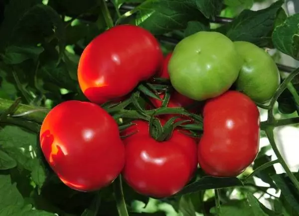 Déi bescht Varietéit vun Tomaten fir Polycarbonat Zären 4941_17