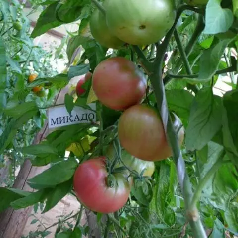 Déi bescht Varietéit vun Tomaten fir Polycarbonat Zären 4941_23