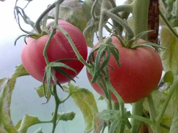 Polikarbonatozko berotegietarako tomate barietate onenak 4941_31