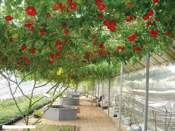 Déi bescht Varietéit vun Tomaten fir Polycarbonat Zären 4941_7