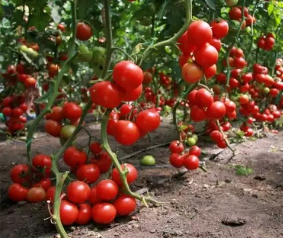 Déi bescht Varietéit vun Tomaten fir Polycarbonat Zären 4941_8