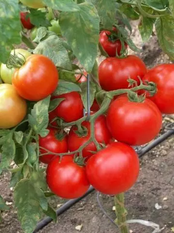 Déi bescht Varietéit vun Tomaten fir Polycarbonat Zären 4941_9