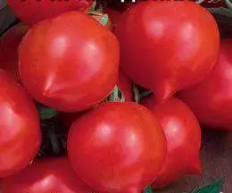 Tomato Diva: beskrivelse, foto, anmeldelser 4970_1