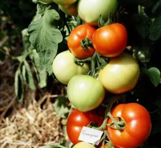 Tomato Diva: beskrivelse, foto, anmeldelser 4970_2