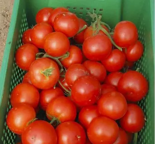 Tomato Diva: beskrivelse, foto, anmeldelser 4970_3