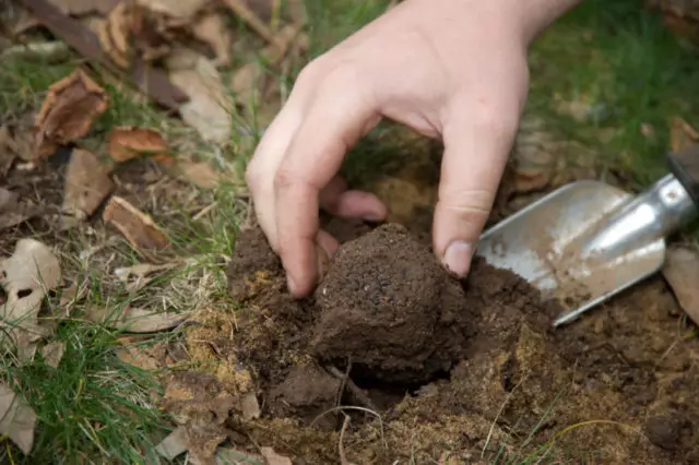 Cultivo de trufas em casa: tecnologia e condições de cultivo, foto 4983_21