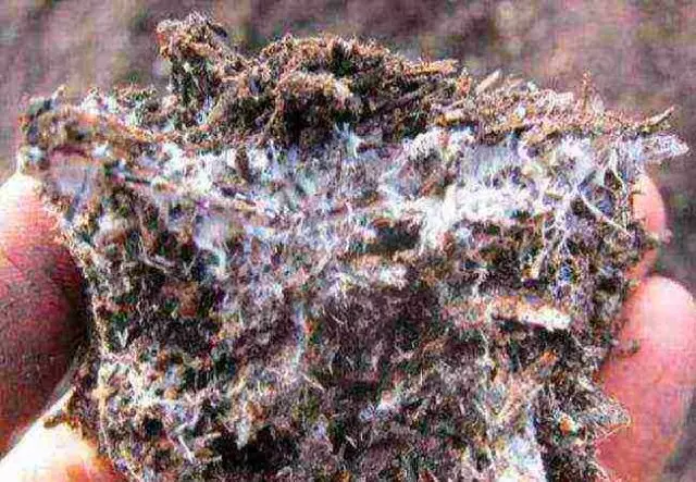 Cultivo de trufas em casa: tecnologia e condições de cultivo, foto 4983_6