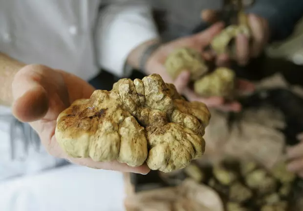 White truffle: o fea ma faʻafefea ona tupu, faʻapefea ona aoina ma tuputupu aʻe i le fale, ata 4984_1