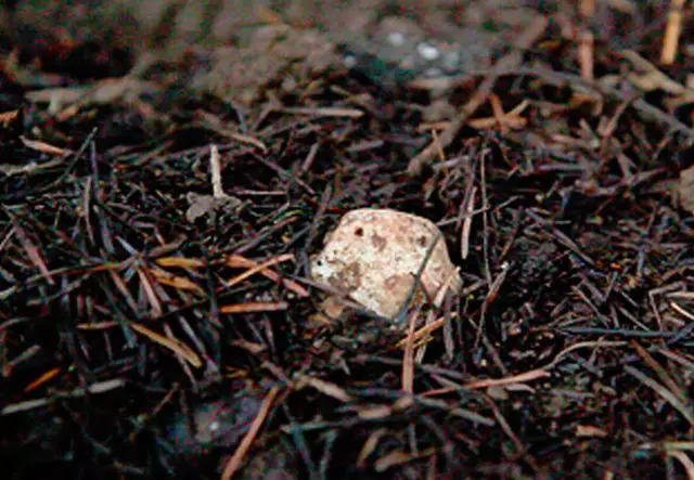 White truffle: o fea ma faʻafefea ona tupu, faʻapefea ona aoina ma tuputupu aʻe i le fale, ata 4984_11