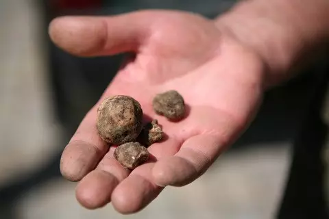 White truffle: o fea ma faʻafefea ona tupu, faʻapefea ona aoina ma tuputupu aʻe i le fale, ata 4984_2