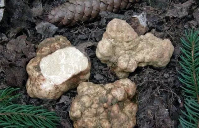 White truffle: o fea ma faʻafefea ona tupu, faʻapefea ona aoina ma tuputupu aʻe i le fale, ata 4984_3