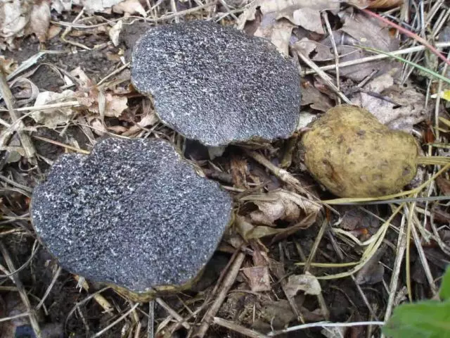 White truffle: o fea ma faʻafefea ona tupu, faʻapefea ona aoina ma tuputupu aʻe i le fale, ata 4984_5