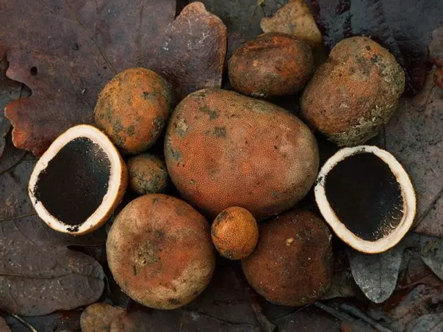 White truffle: o fea ma faʻafefea ona tupu, faʻapefea ona aoina ma tuputupu aʻe i le fale, ata 4984_6