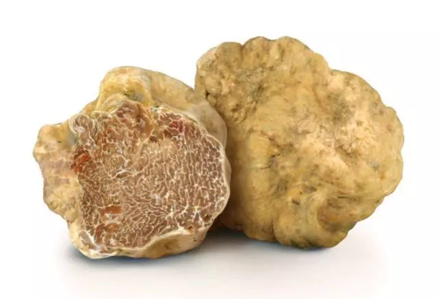 Truffle supa: variétas, naon rasana, naon bau, kumaha éta, naha mahal pisan 4985_3