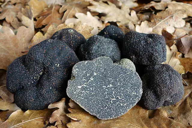 Truffle ea li-mushroom: mefuta e sa tšoaneng, hore na e rata eng, e nkha joang, e joang, ke hobane'ng ha e theko e boima haholo 4985_4