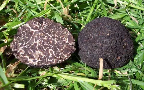 Truffle ea li-mushroom: mefuta e sa tšoaneng, hore na e rata eng, e nkha joang, e joang, ke hobane'ng ha e theko e boima haholo 4985_5