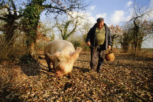 Truffle supa: variétas, naon rasana, naon bau, kumaha éta, naha mahal pisan 4985_7