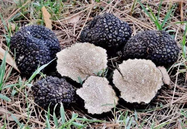 Burgundijas (franču) trifeles: kā tas izskatās, vai to var ēst, kur tas aug, savākšanas noteikumi, foto 4991_3