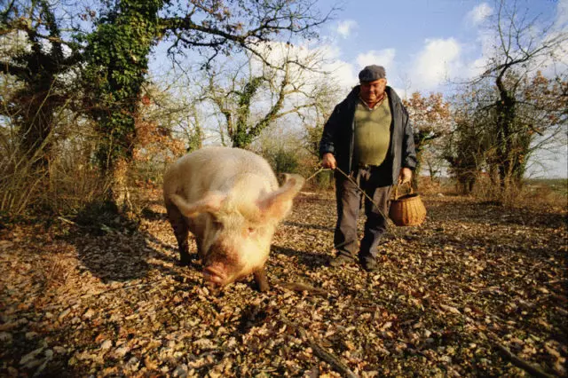 Truffle Burgundy (Fraincis): cén chuma atá air, an féidir é a ithe, an áit a bhfásann sé, rialacha bailiúcháin, grianghraf 4991_4