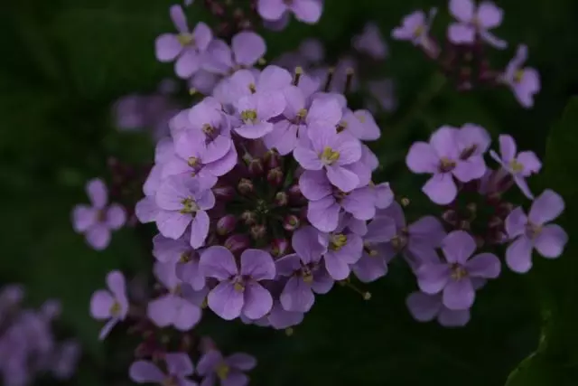 Night violet (mattiola): larawan ng mga bulaklak, uri at pagkakaiba-iba, pagtatanim at pangangalaga sa bukas na bukid 4996_1