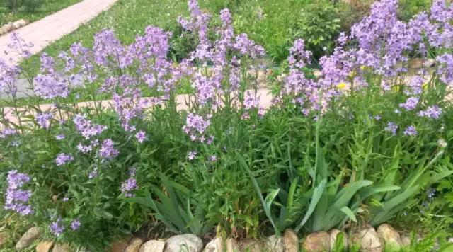 Natviolet (mattiola): foto af blomster, typer og sorter, plantning og pleje i det åbne felt 4996_2