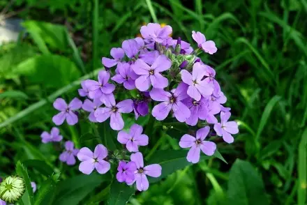 Natviolet (mattiola): foto af blomster, typer og sorter, plantning og pleje i det åbne felt 4996_4