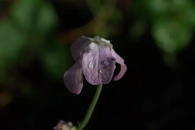 Night violet (mattiola): larawan ng mga bulaklak, uri at pagkakaiba-iba, pagtatanim at pangangalaga sa bukas na bukid 4996_5