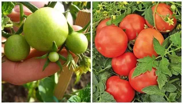 Tomato Wild rose: characteristics and description of the variety 4998_1