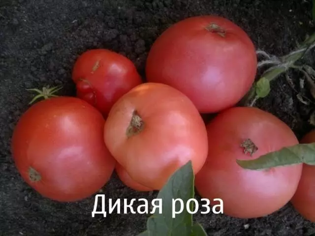 Tomato Wild rose: characteristics and description of the variety 4998_17