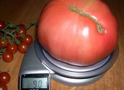 Tomato Wonder of the earth: toetra sy famaritana ny karazany 4999_1