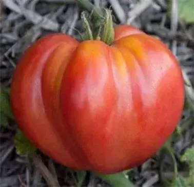 Tomato Wonder of the earth: toetra sy famaritana ny karazany 4999_2