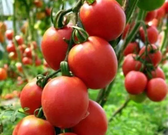 Tomato De Barao: obr, čierna, červená, ružová, kráľovská, zlatá, oranžová 5004_10