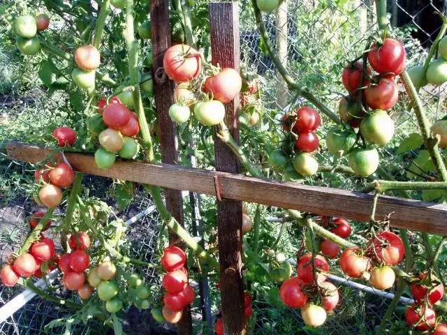 Tomato De Barao: Goavana, mainty, mena, mavokely, mpanjaka, volamena, volomboasary 5004_11