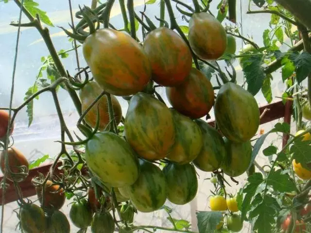 Tomato De Barao: obr, čierna, červená, ružová, kráľovská, zlatá, oranžová 5004_4