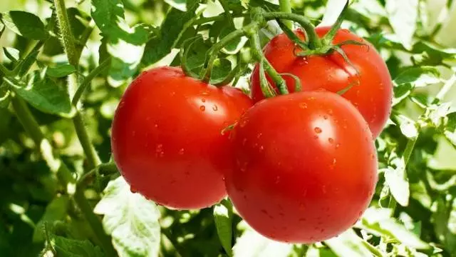 Siedlings fan tomaten op 'e Sineeske manier