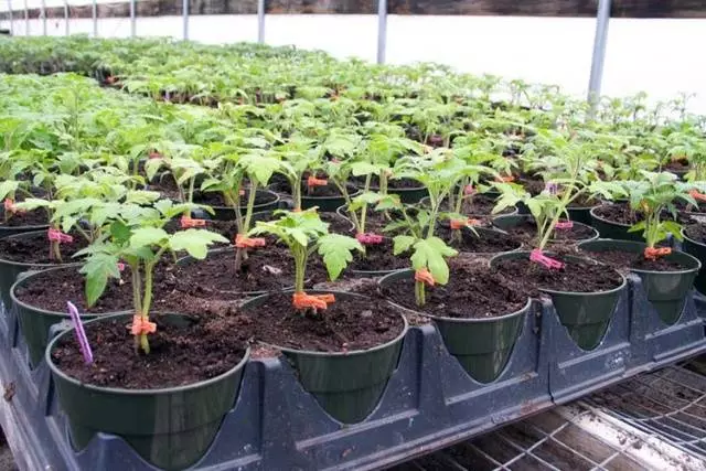 Siedlings fan tomaten op 'e Sineeske manier