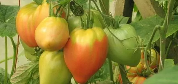 Tomato Eagle Heart: caracteristici și descrierea soiului 5011_2