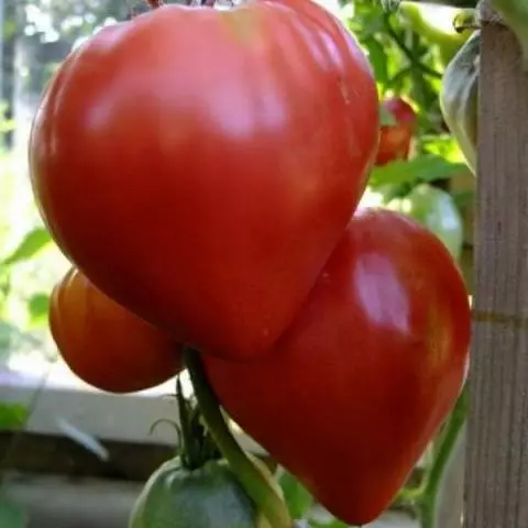 Tomato Eagle Heart: caracteristici și descrierea soiului 5011_4