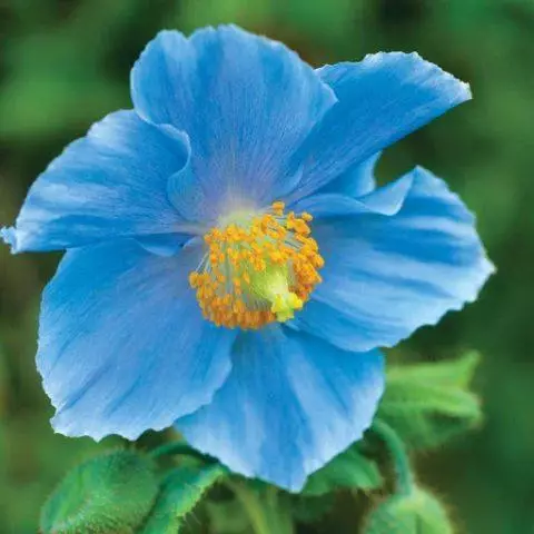 Mekonopsis (poppy ya Himalaya): ibisobanuro, gukura mu mbuto, kubiba ingemwe, amoko, betonitsifolia, Sheldon, Cambrian, suzuma 5013_1