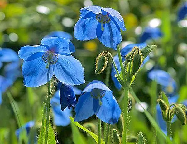 Mekonopsis (poppy ya Himalaya): ibisobanuro, gukura mu mbuto, kubiba ingemwe, amoko, betonitsifolia, Sheldon, Cambrian, suzuma 5013_6