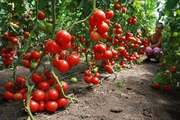 Top dressing de tomates en plein champ 5017_1