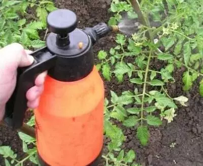 Top dressing de tomates en plein champ 5017_16