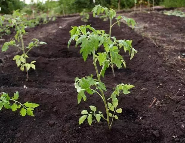 Tomatite pealmine kastmine avamaal 5017_3