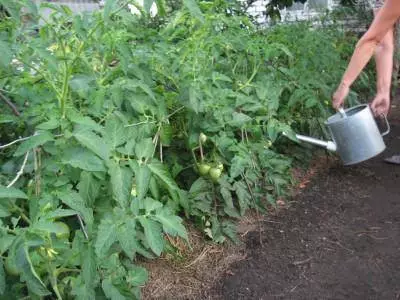 Top dressing de tomates en plein champ 5017_6