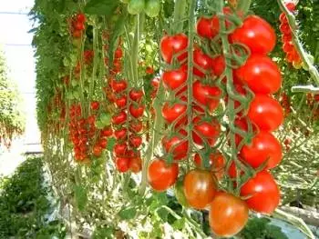 ການປູກtomatoesາກເລັ່ນຢູ່ໃນເຮືອນແກ້ວ 5027_1